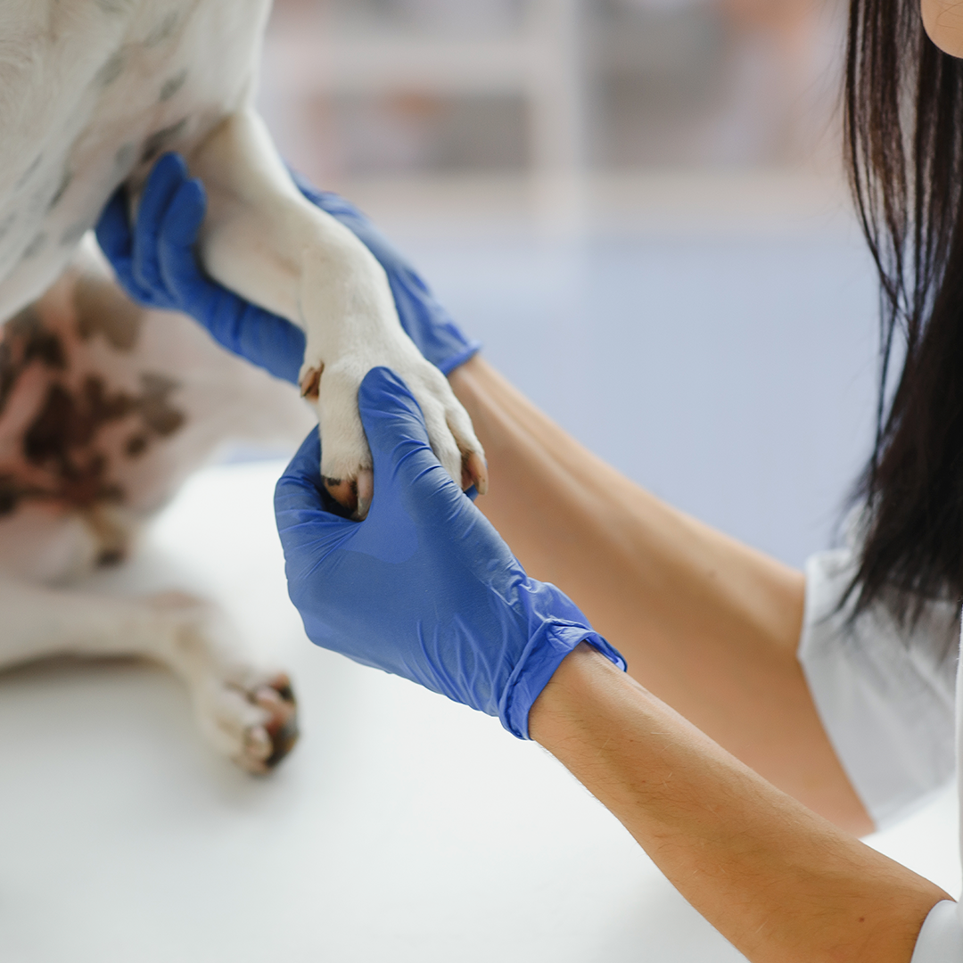 Anestesia Veterinária é segura para o pet? - Butantan VET